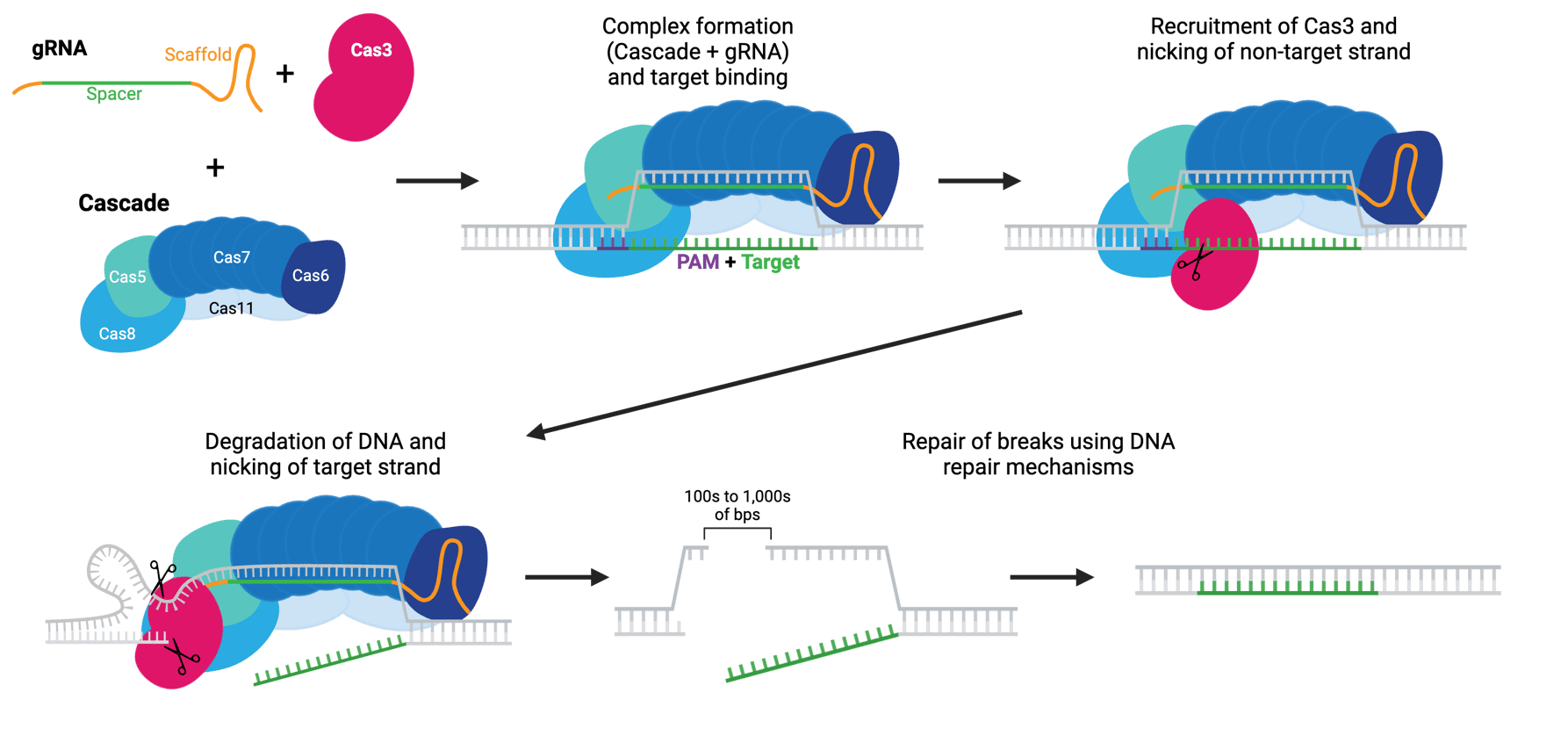 Degrading DNA with Cascade-Cas3
